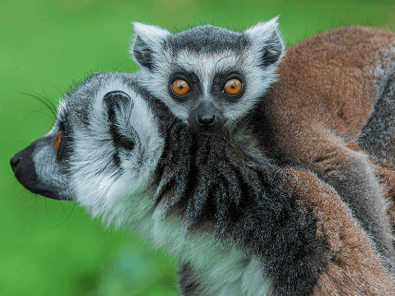 Knockhatch Adventure Park - Visit Rye Bay in Sussex